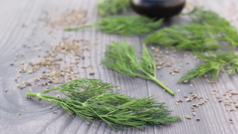 6 Best Substitute For Dill In Pickles And Other Dishes